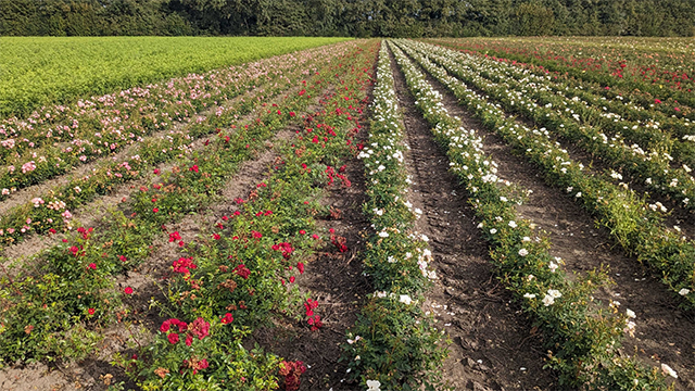 RoseGuardian | Fontys